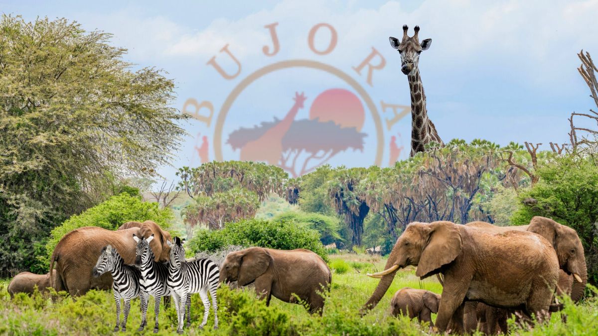 Bujora Tours and Travel - Work by Design What's Next